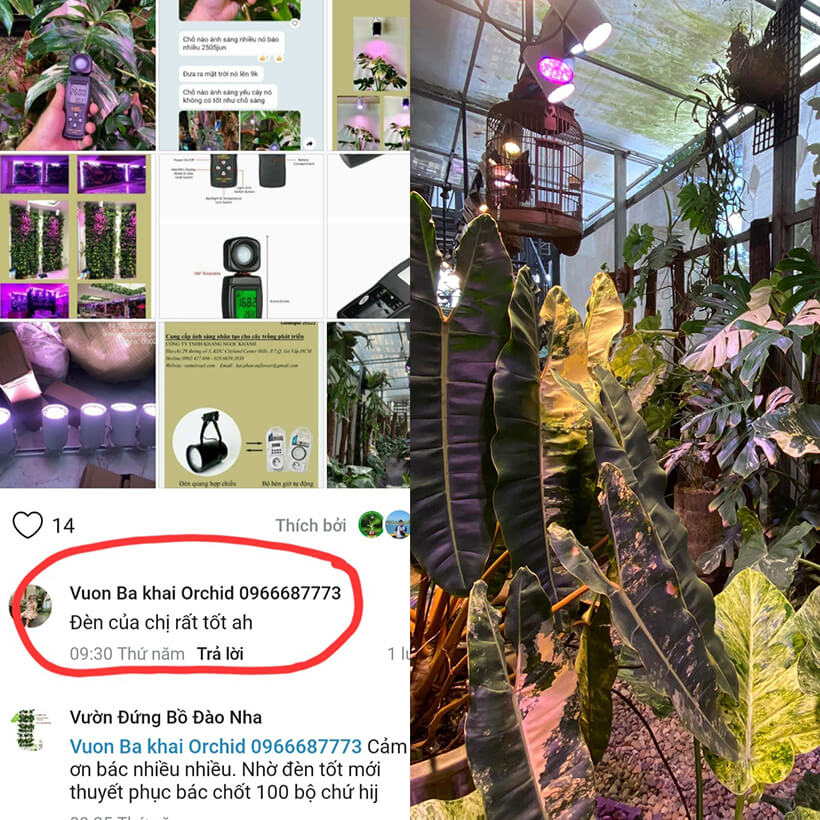 Khoang cach tu den trong cay den mat cay trong bao nhieu 3 - Minigarden ...